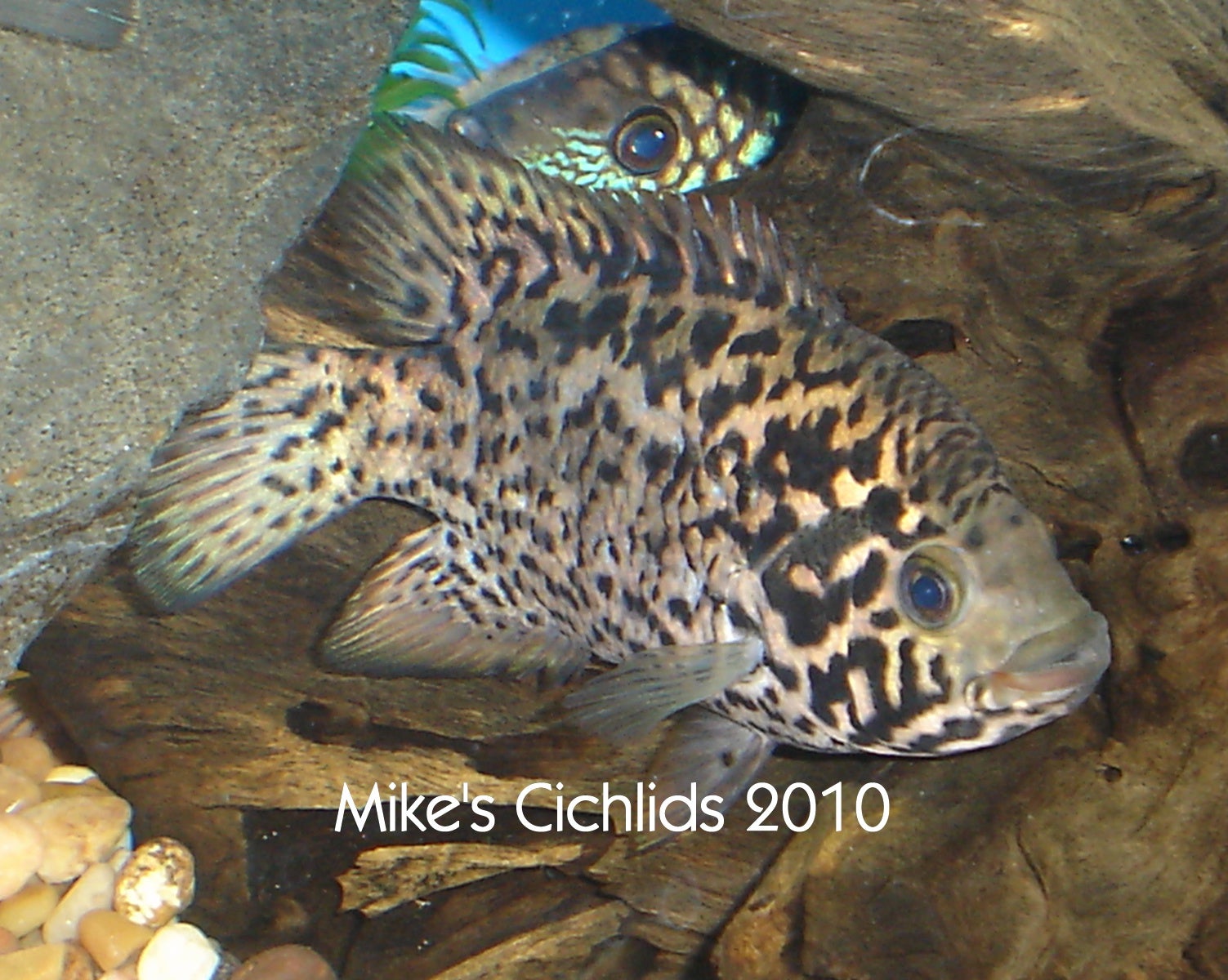 Nandopsis tetracanthus "Cuban cichlid" 1.25"unsexed | Mike's Cichlids Inc.