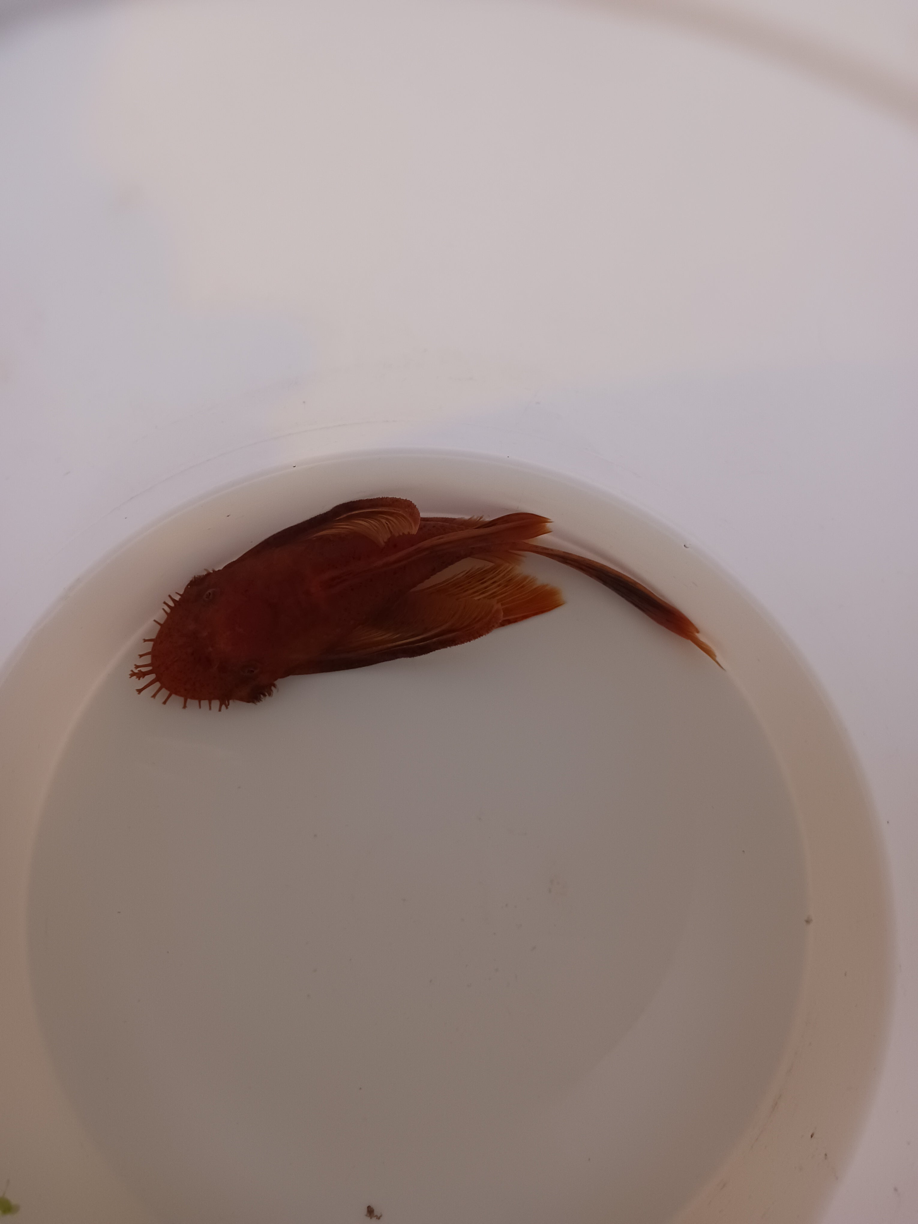 Ancistrus, Red Marble Longfin | Mike's Cichlids Inc.