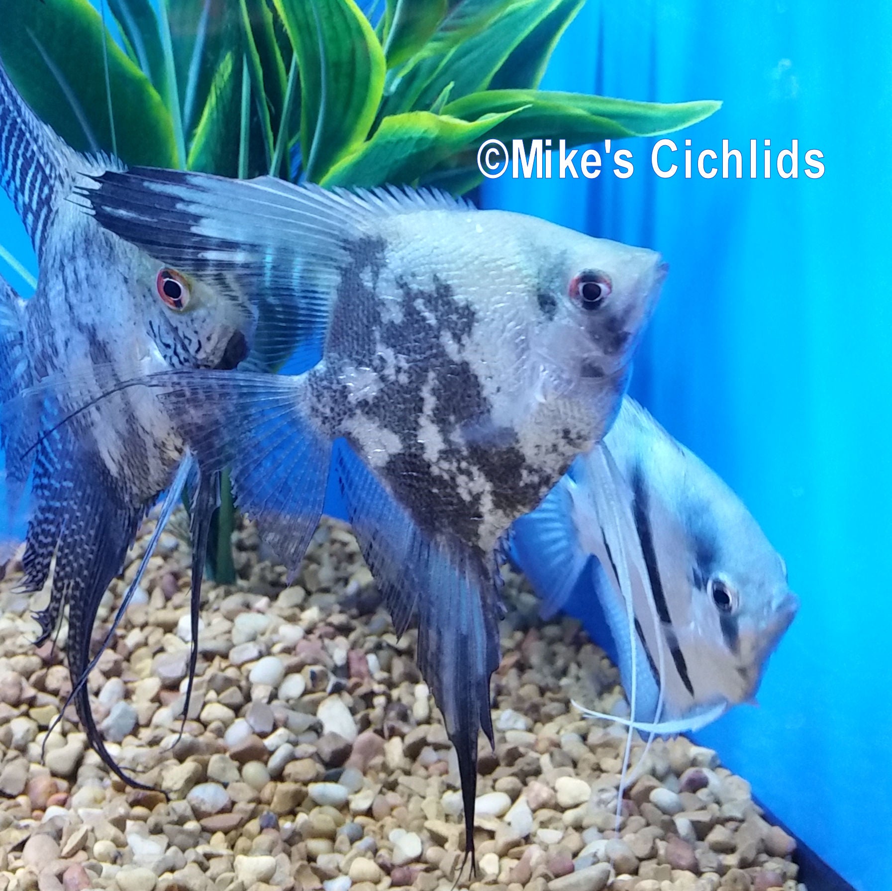 Angel, Blue Smokey | Mike's Cichlids Inc.