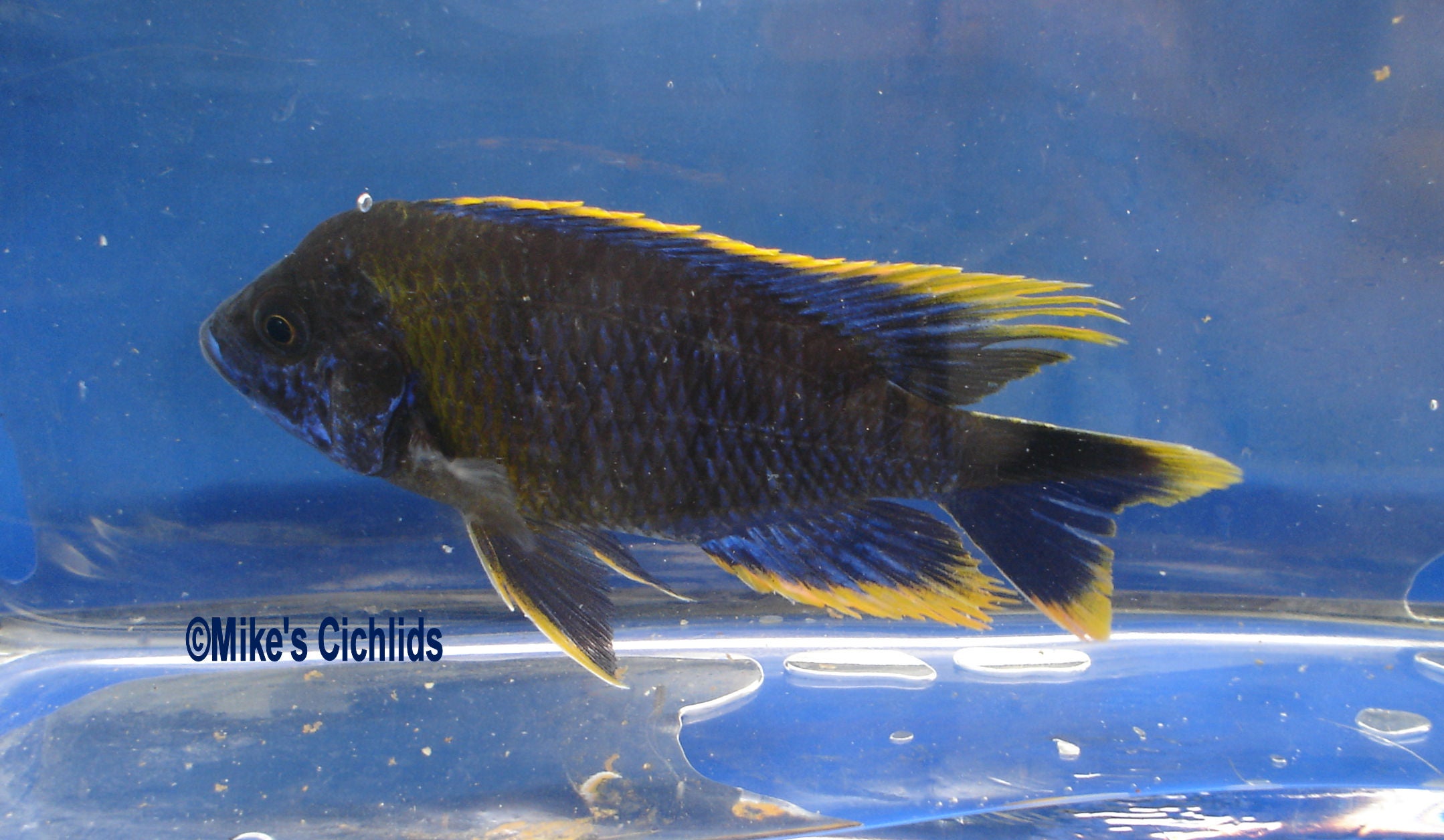 Aulonocara Red Top Lwanda | Mike's Cichlids Inc.