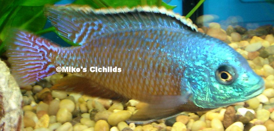 Protomelas Taeniolatus "Red Empress" | Mike's Cichlids Inc.
