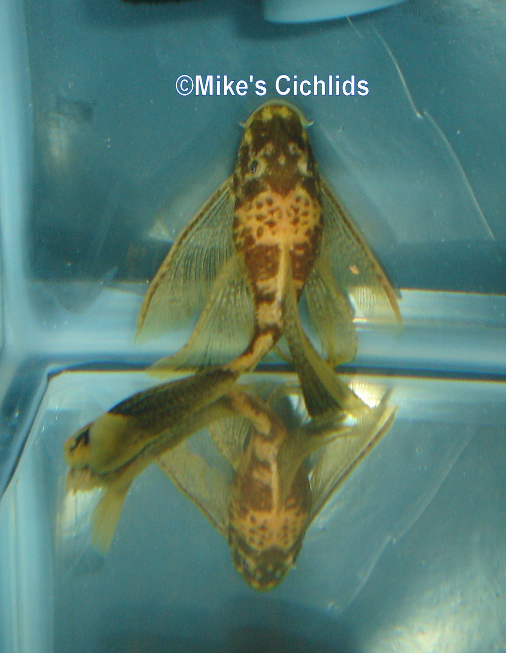 Ancistrus, Calico Longfin Bristlenose | Mike's Cichlids Inc.