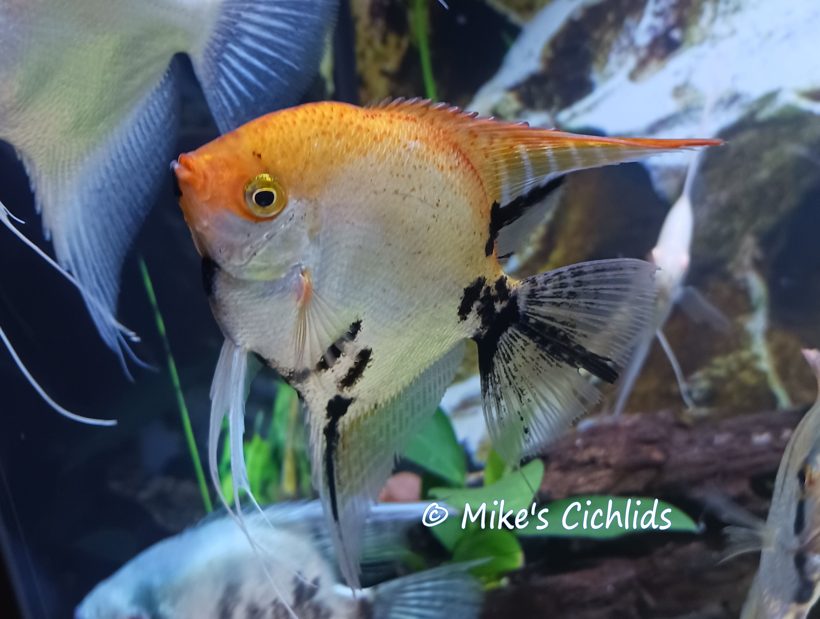 Angel, Gold Marble Veil & Non-Veil | Mike's Cichlids Inc.