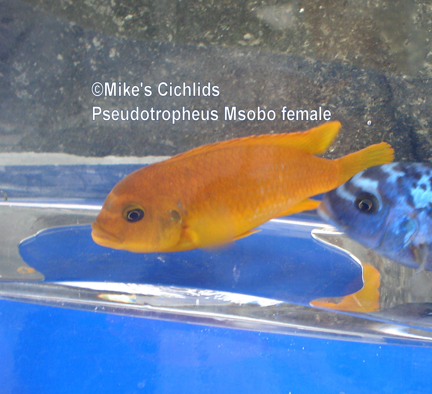 Pseudotropheus Msobo Deep | Mike's Cichlids Inc.
