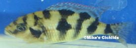 Placidochromis Milomo VC-10 | Mike's Cichlids Inc.