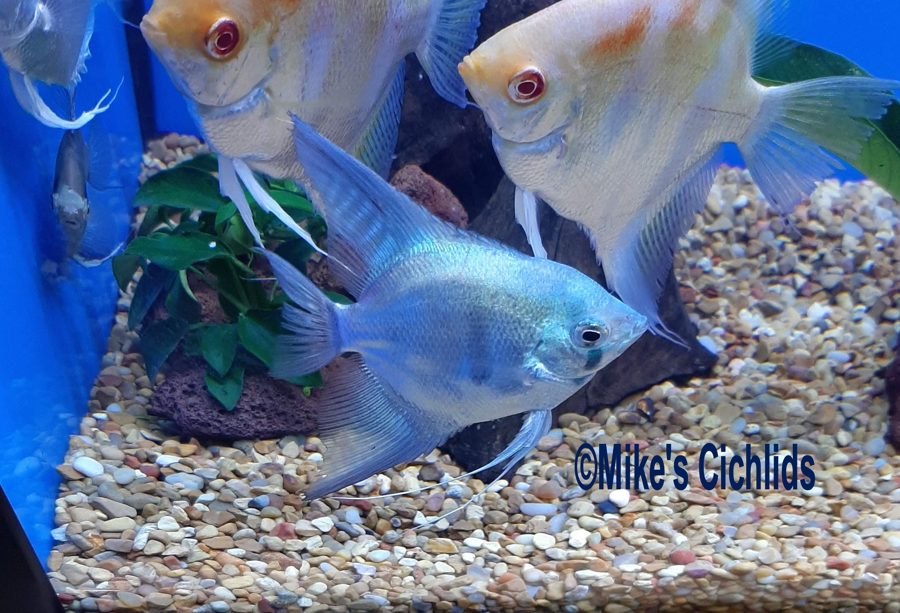 Angel, Blue Clown | Mike's Cichlids Inc.