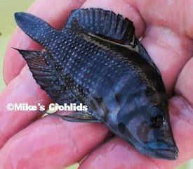 Altolamprologus Calvus Black