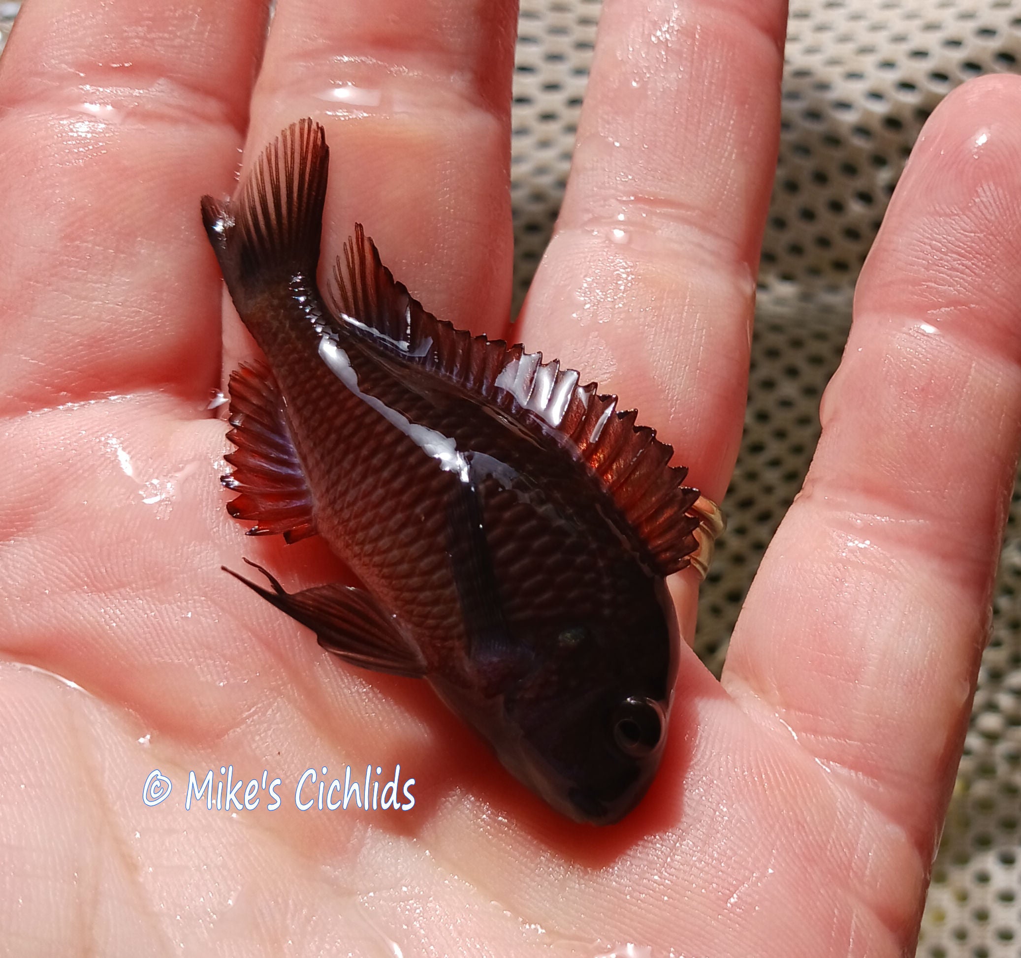 Tropheus Moori Chimba Red 1.25" | Mike's Cichlids Inc.