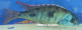 Lethrinops Intermedius | Mike's Cichlids Inc.