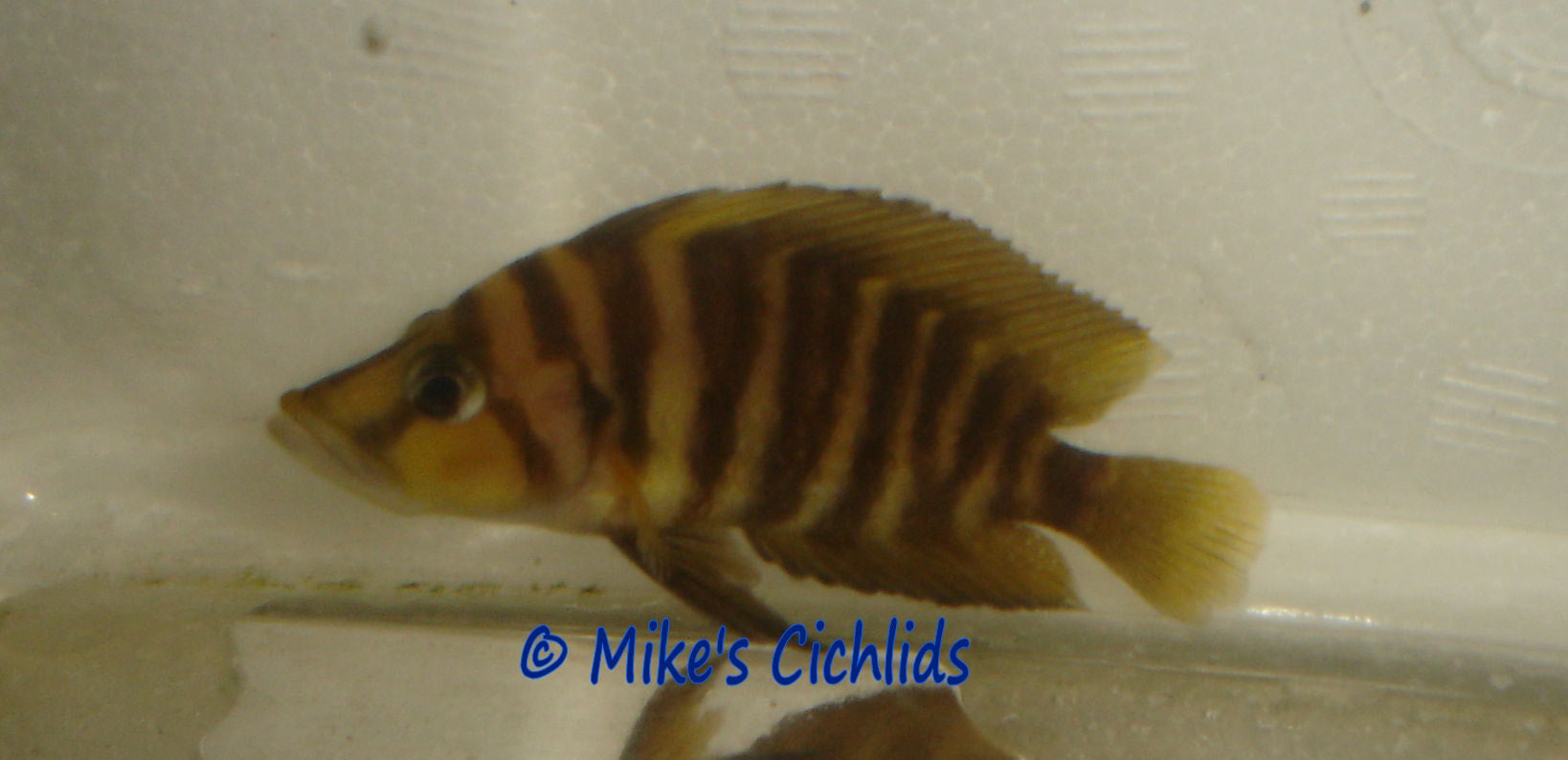 Altolamprologus Compressiceps Chaitika Orange 1" | Mike's Cichlids Inc.