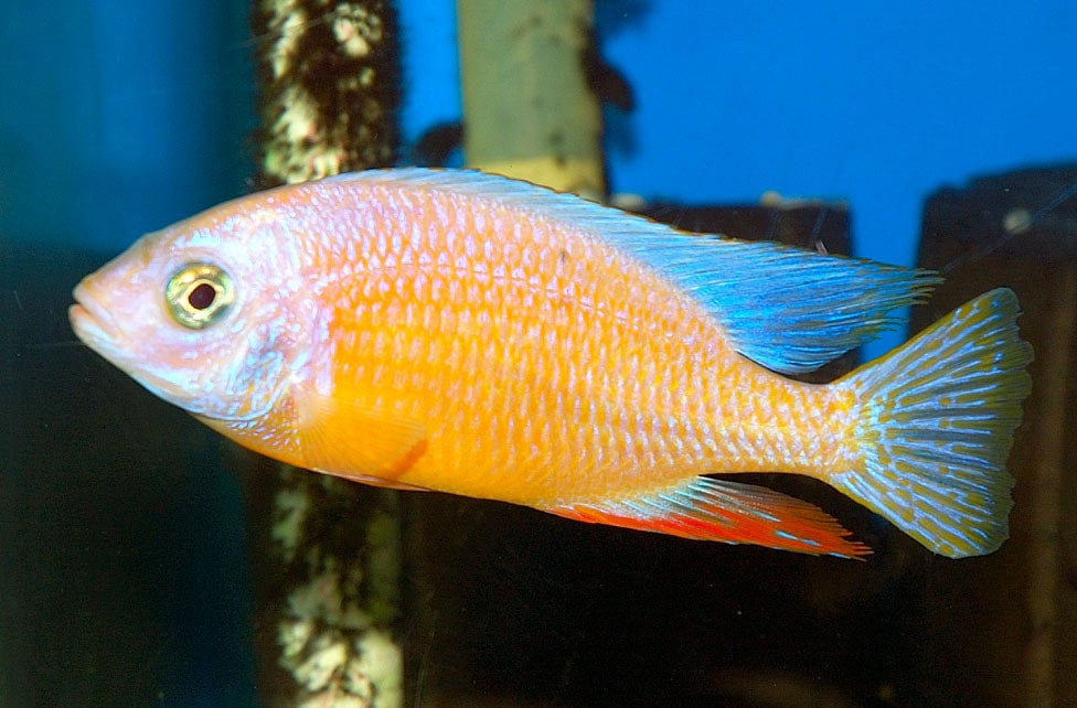 Protomelas Albino Taiwan Reef | Mike's Cichlids Inc.
