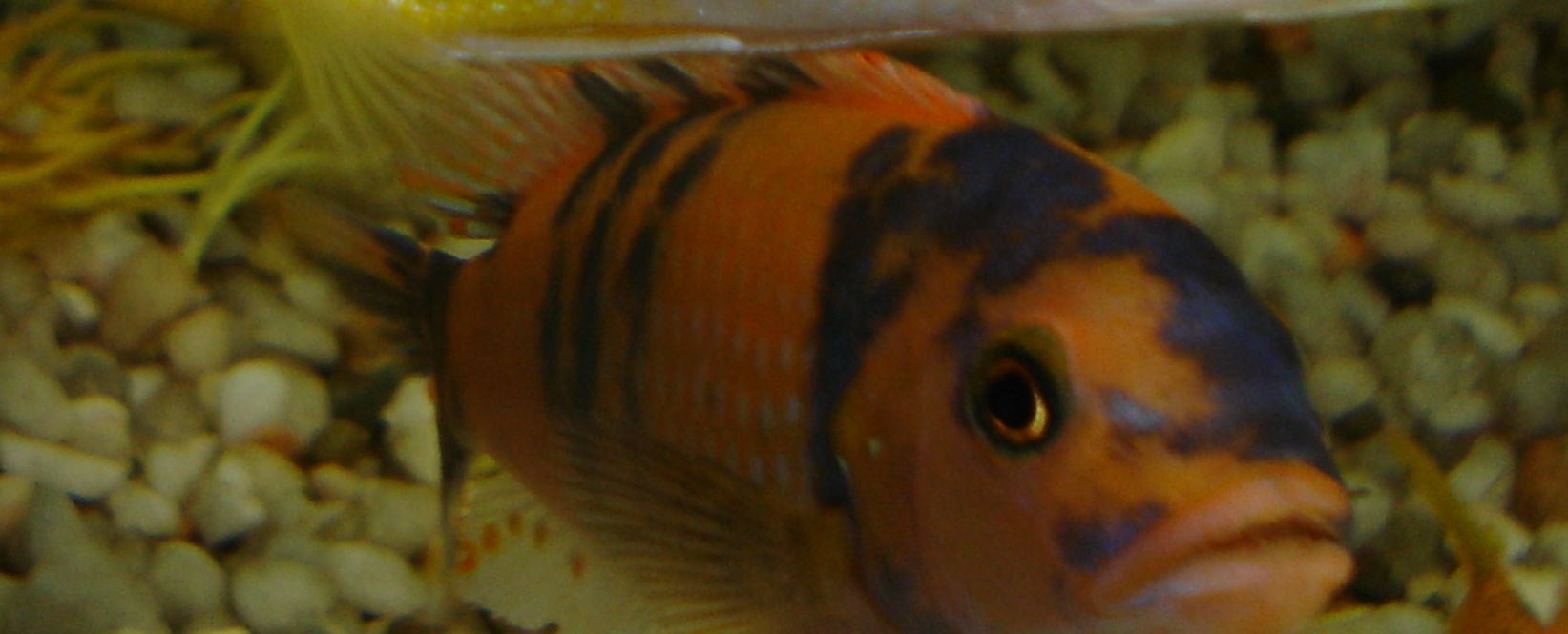 Pseudotropheus OB Red Zebra | Mike's Cichlids Inc.