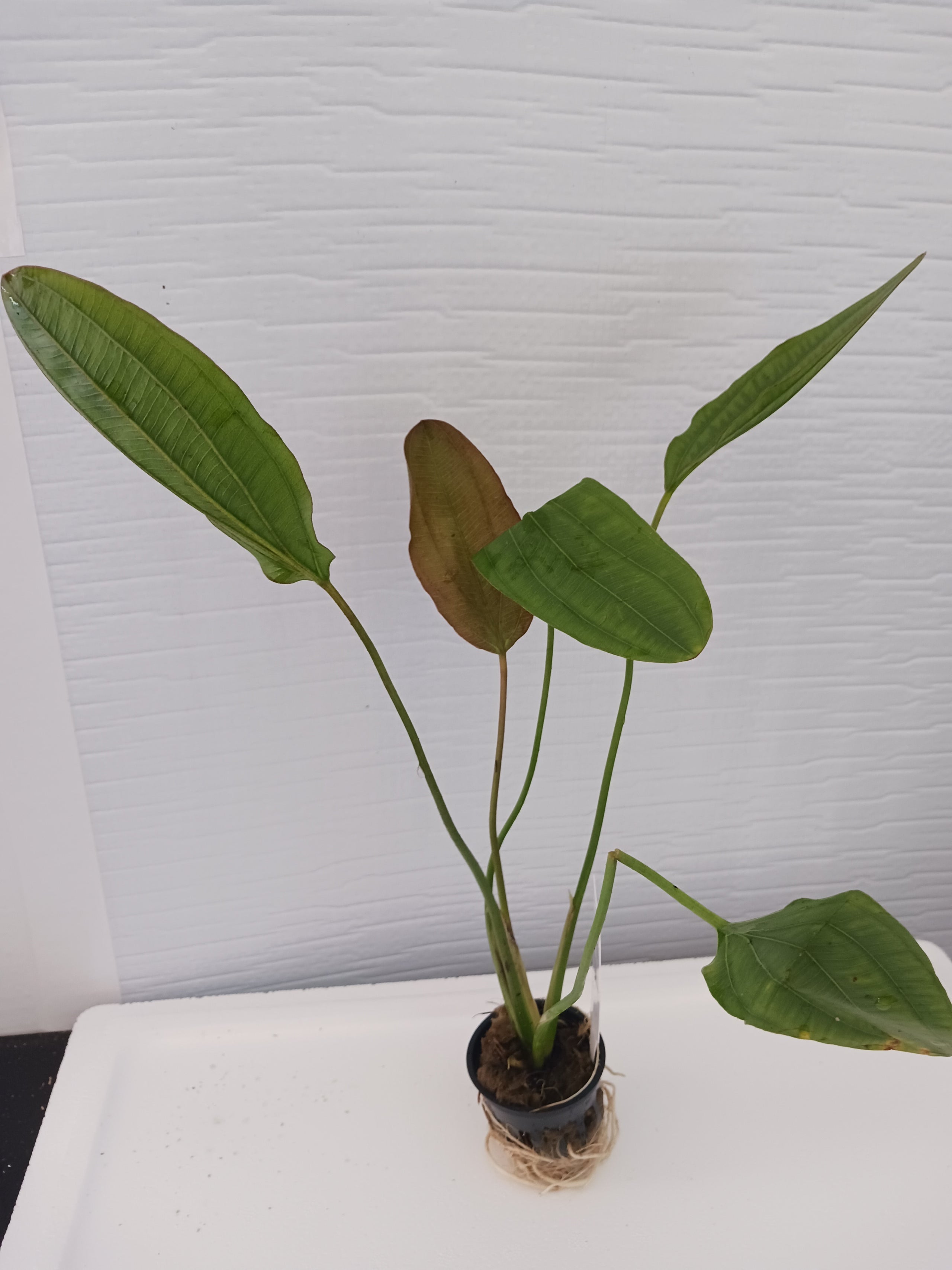 Sword, Melon Echinodorus osiris Potted | Mike's Cichlids Inc.