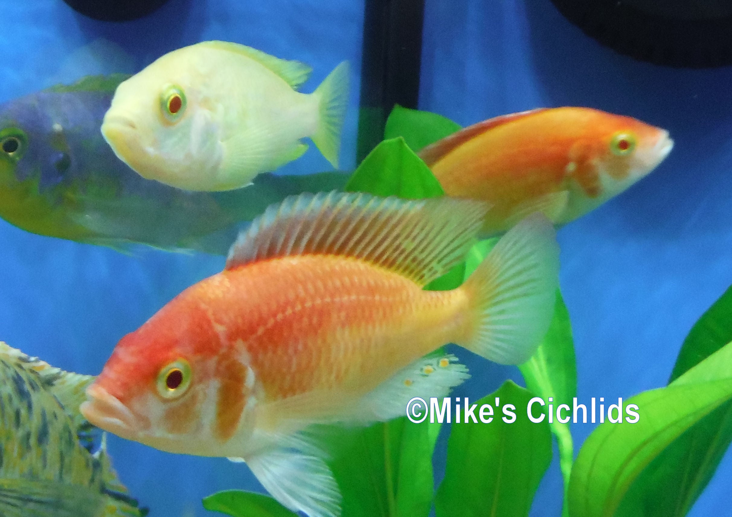 Xystichromis Albino Kyoga Flameback | Mike's Cichlids Inc.
