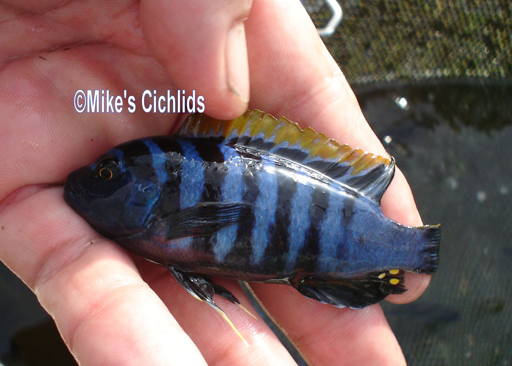 Afra, Jalo Reef | Mike's Cichlids Inc.