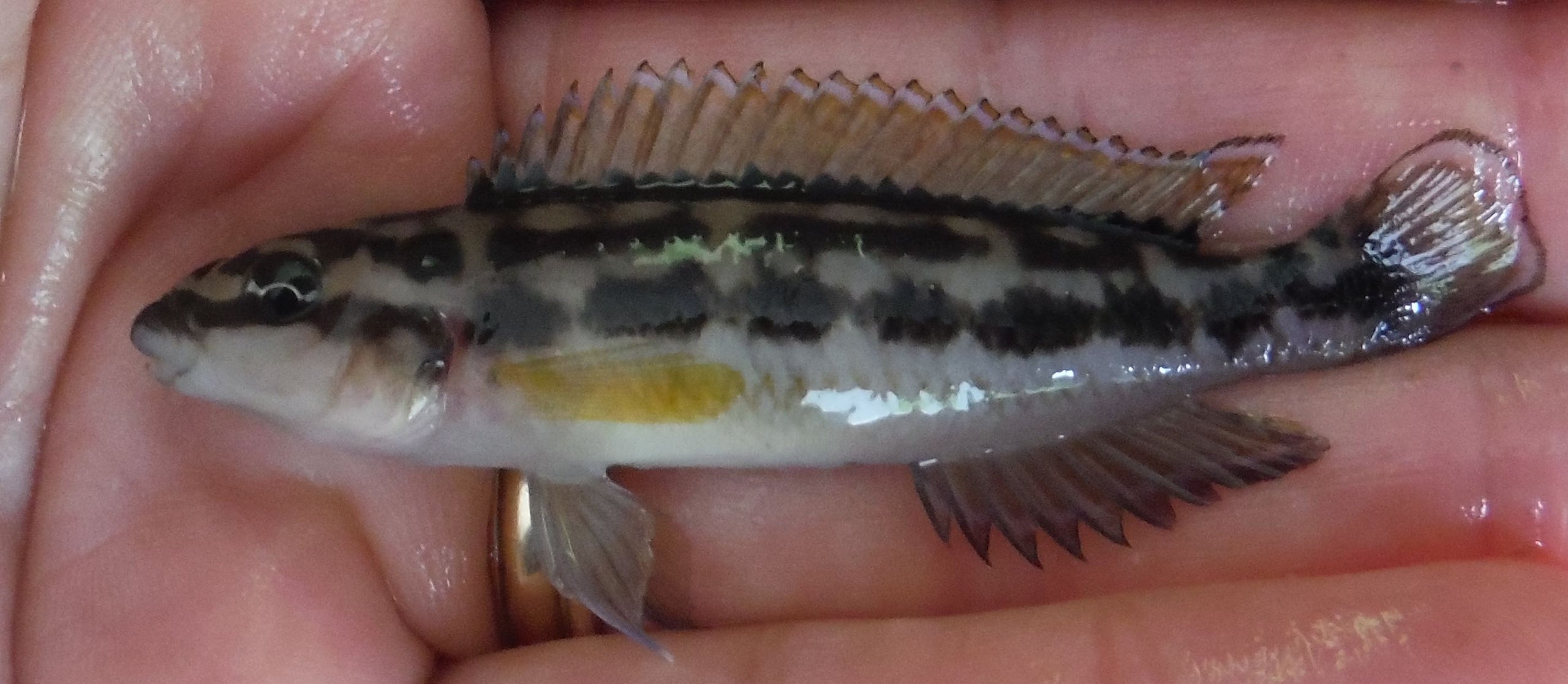 Julidochromis Transcriptus